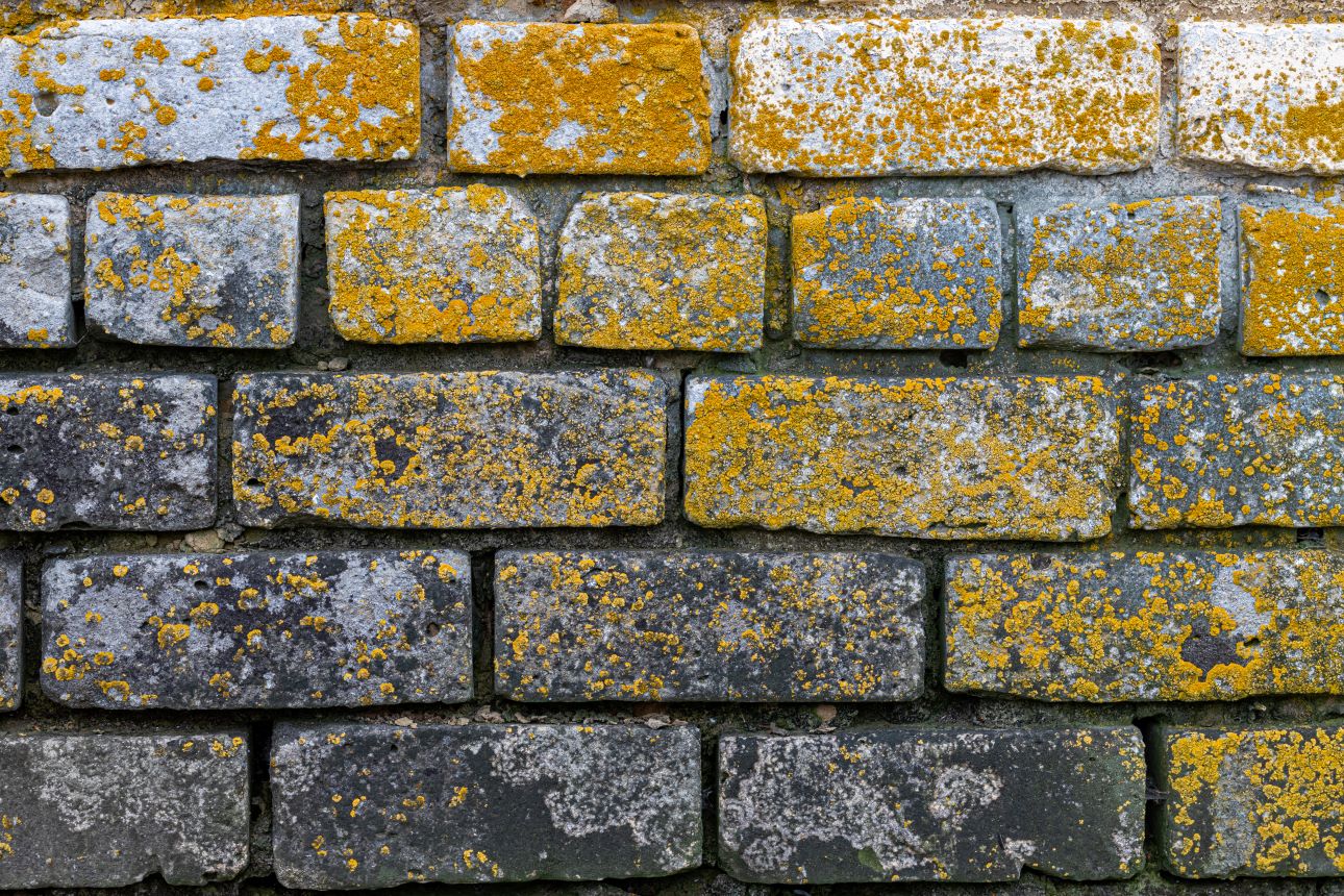 Expert Tips on How to Safely Clean Mold Off Brick Walls - Brick ...